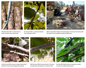 Lac in deadly heat: the climate connection - Earth Focus