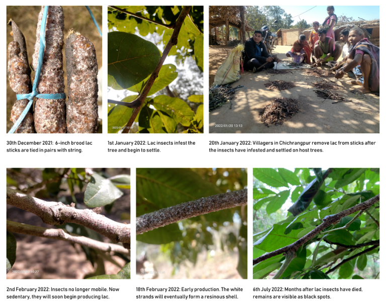 Lac in deadly heat: the climate connection - Earth Focus